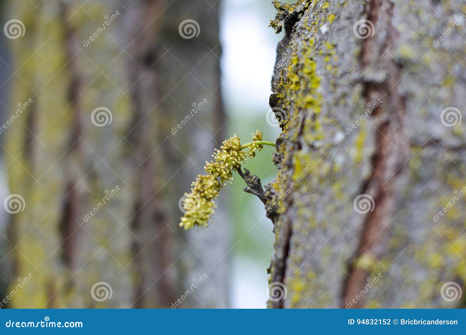 Little Sprout stock photo. Image of grow, abstract, object - 94832152