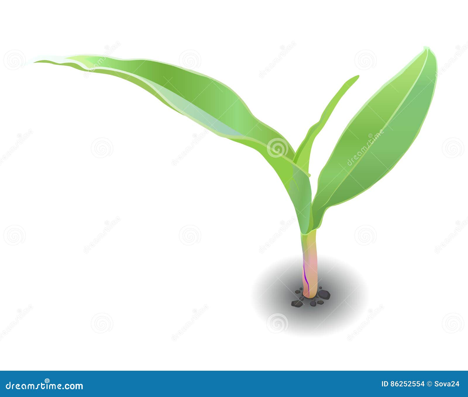 Little Sprout on the Soil of Maize Leaves Stock Vector - Illustration ...