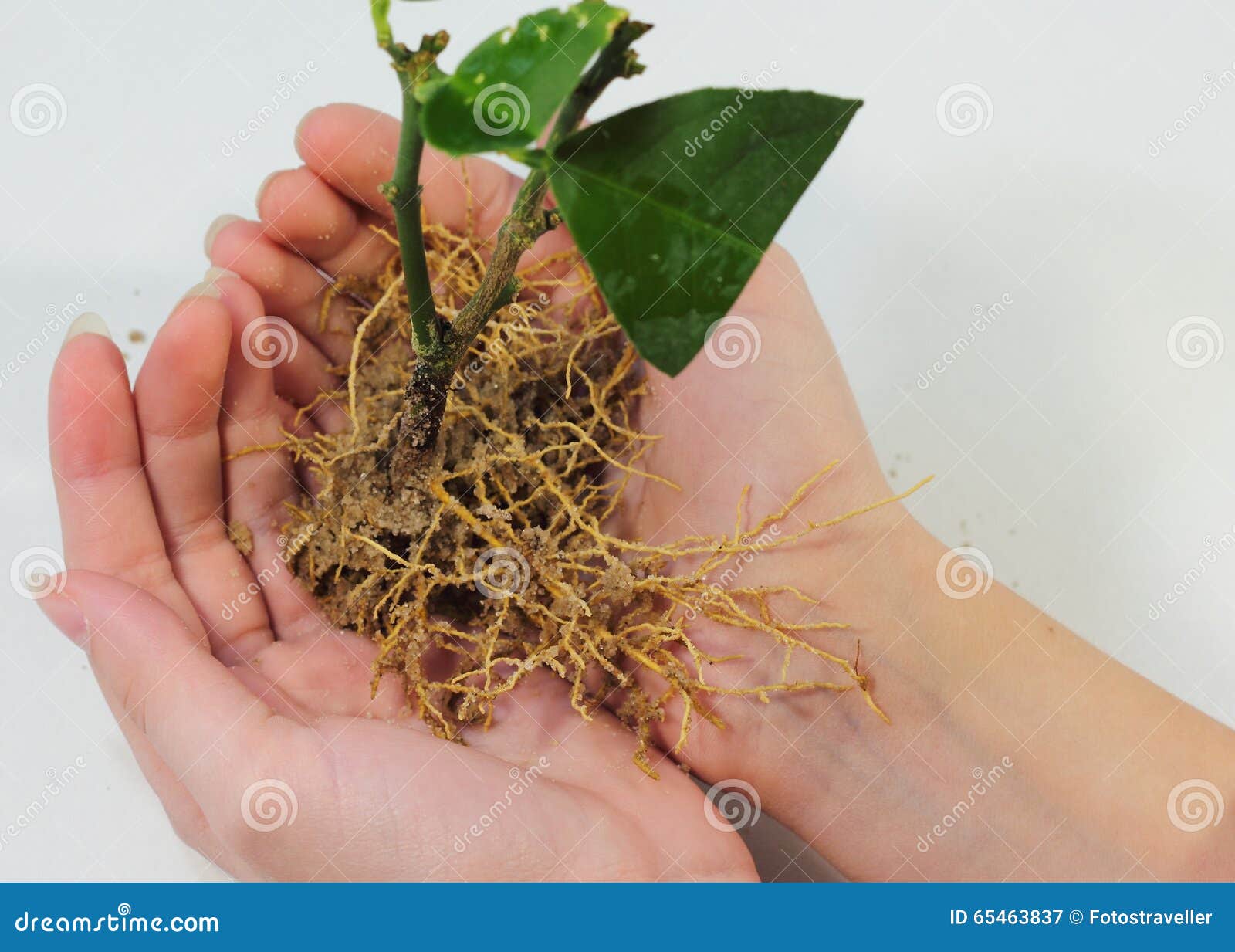 Little sprout tree stock image. Image of plant, sapling - 65463837