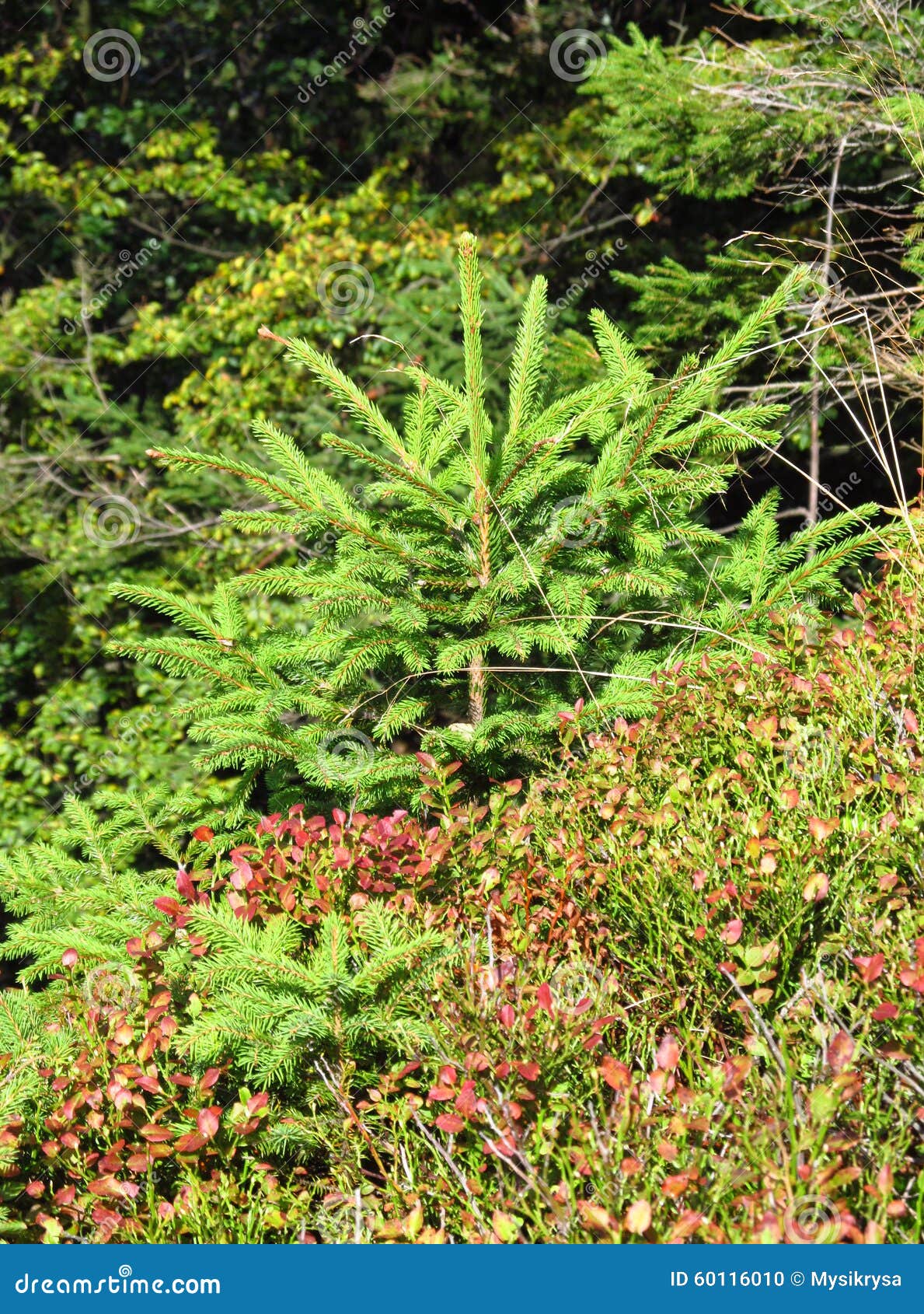 Little spruce stock photo. Image of plant, fresh, vivid - 60116010