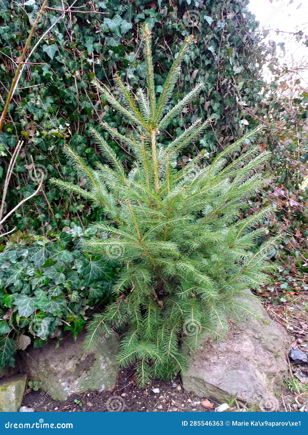 Little Spruce between Rocks Stock Image - Image of branch, evergreen ...