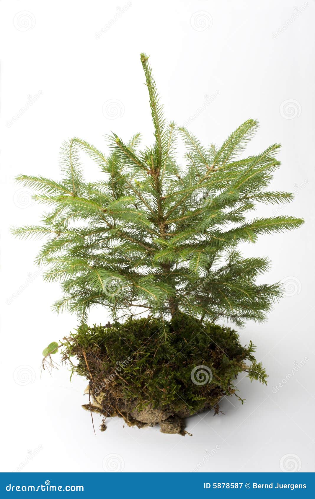 Little spruce tree stock image. Image of space, shape - 5878587