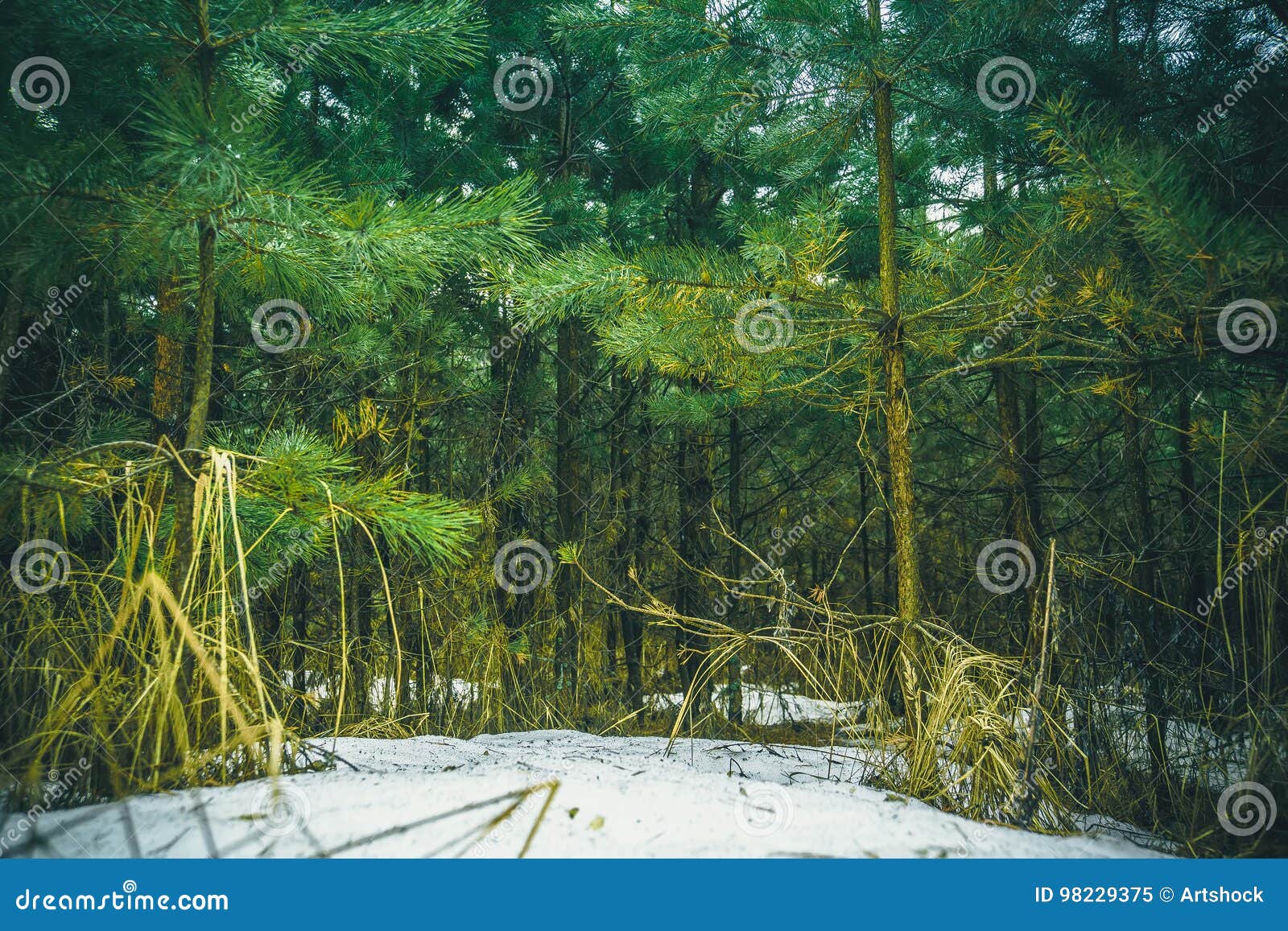 Little Spruce Trees Retro stock image. Image of spring - 98229375