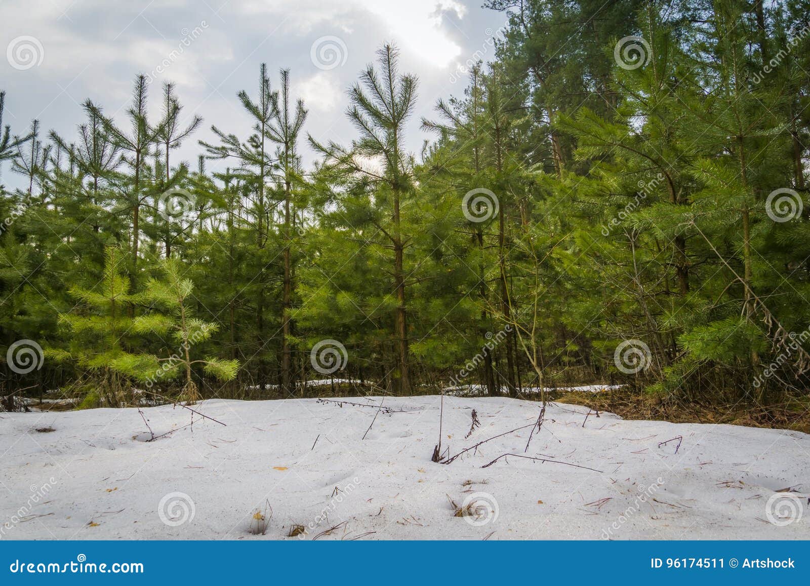 Little Spruce Trees stock image. Image of park, landscape - 96174511