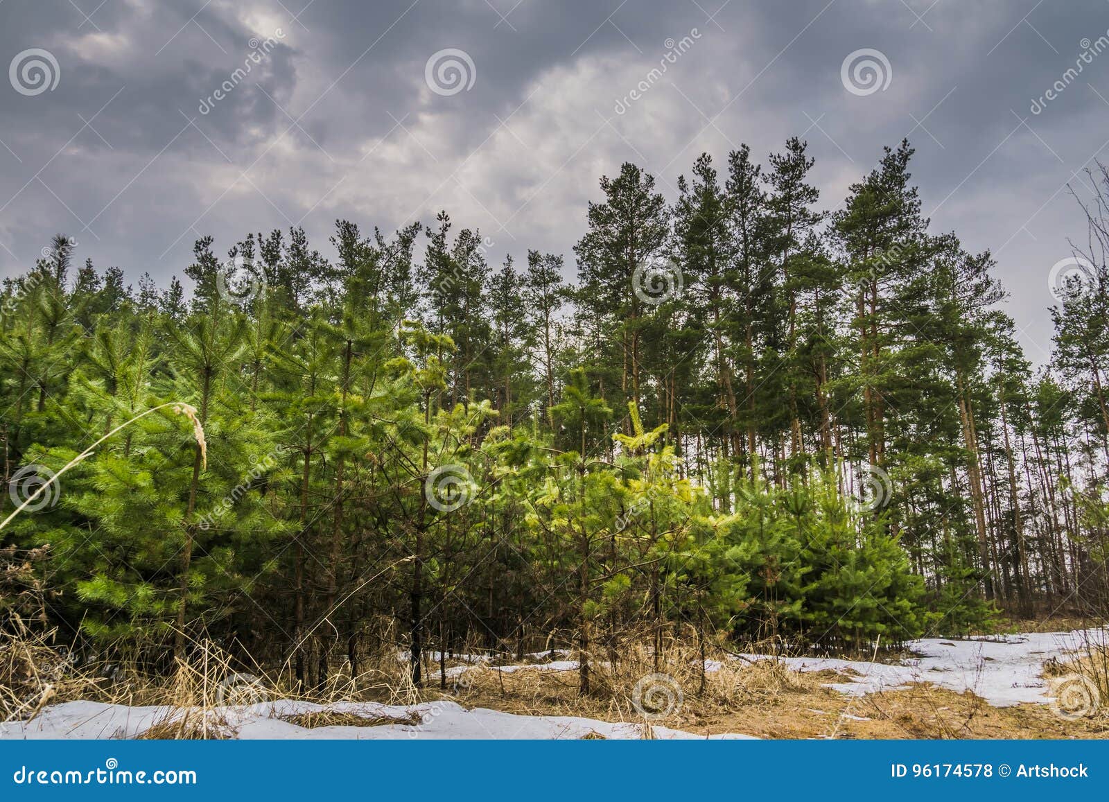 Little Spruce Trees stock photo. Image of small, green - 96174578
