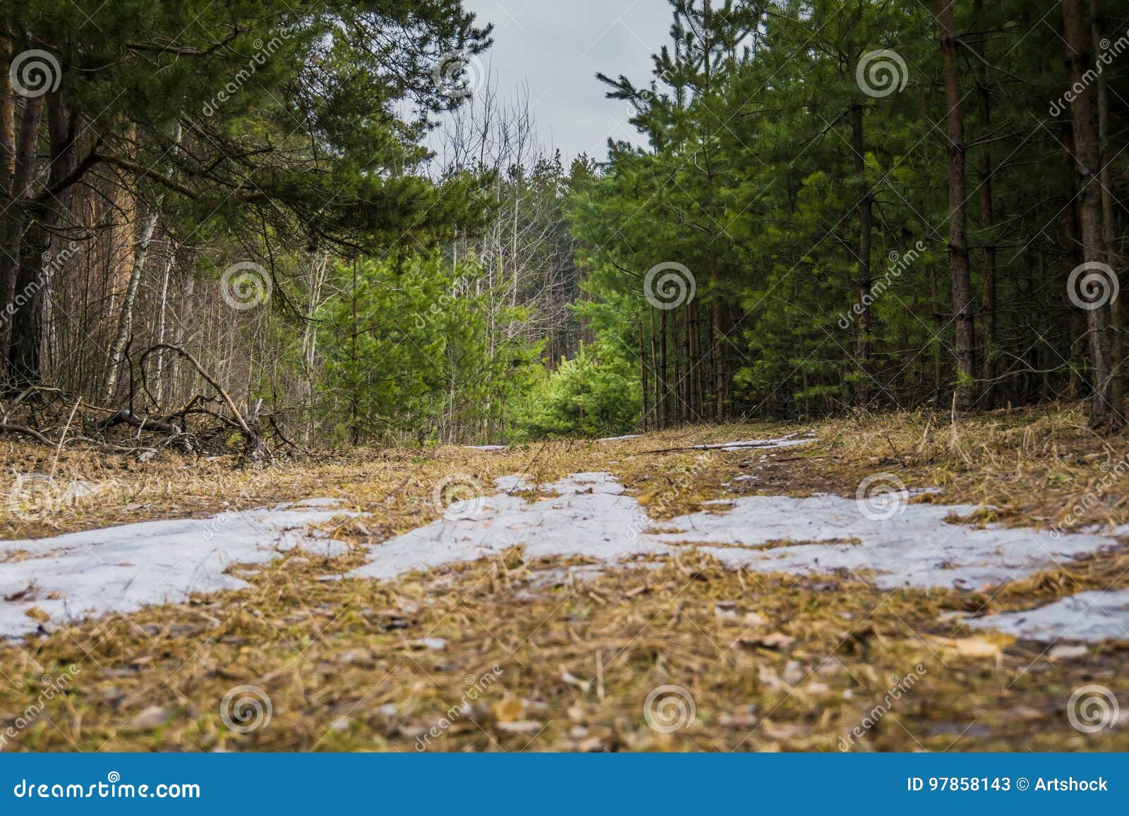 Little Spruce Trees stock image. Image of fresh, landscape - 97858143
