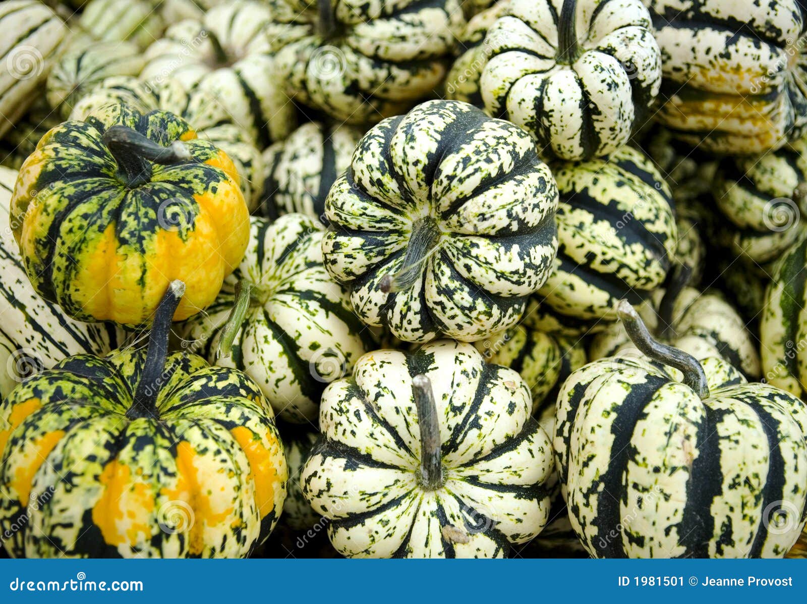 Little Squash stock image. Image of squash, yellow, stem - 1981501