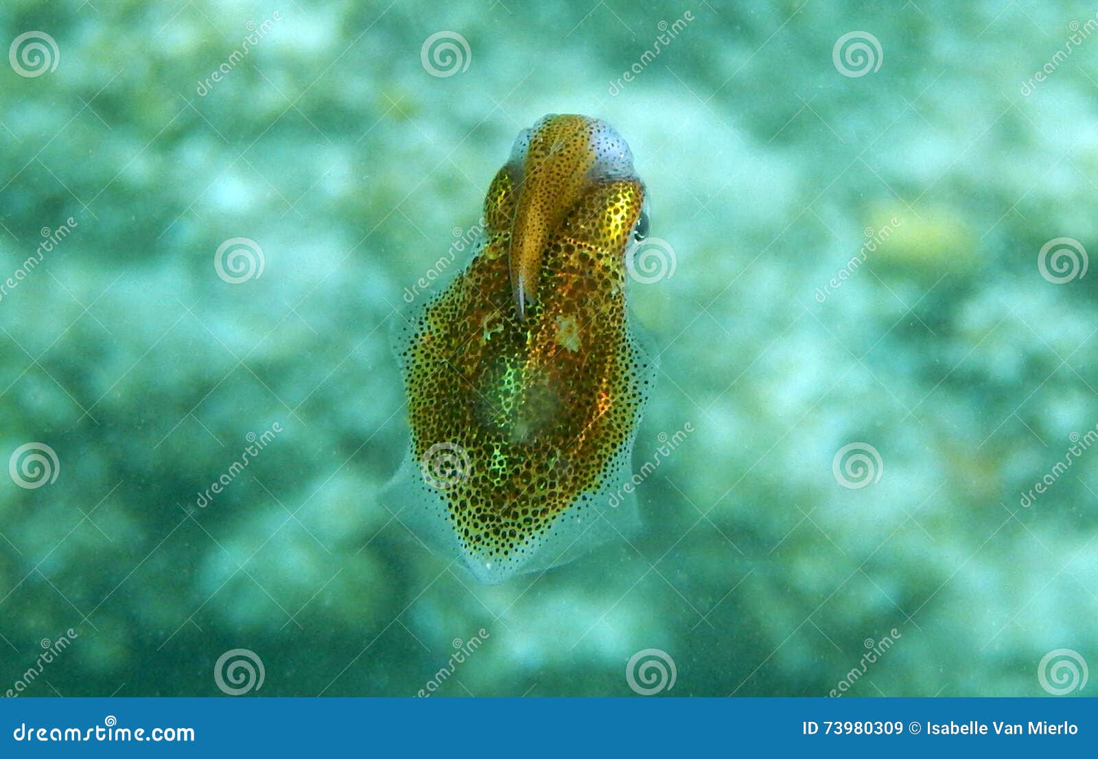 Little squid stock image. Image of sealife, beach, swimming - 73980309