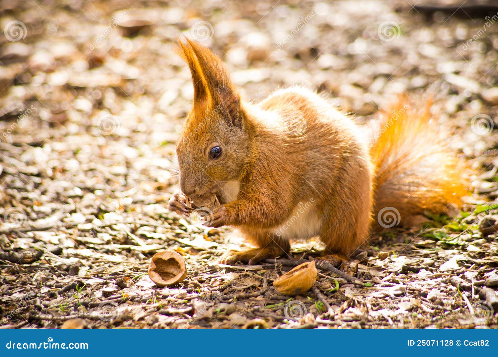 Little squirrel stock photo. Image of beauty, creature - 25071128