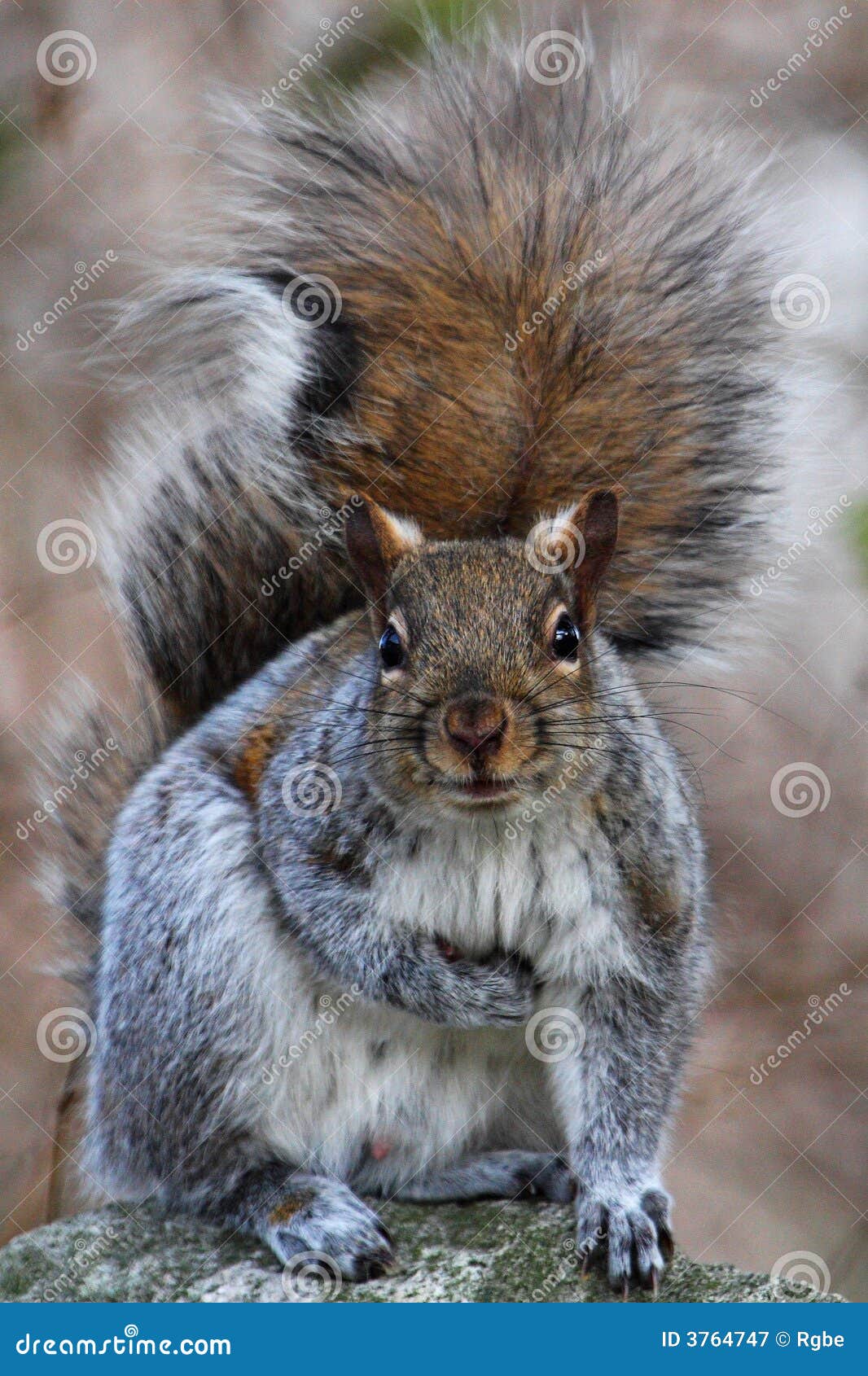 Little squirrel stock image. Image of nature, little, beautiful - 3764747