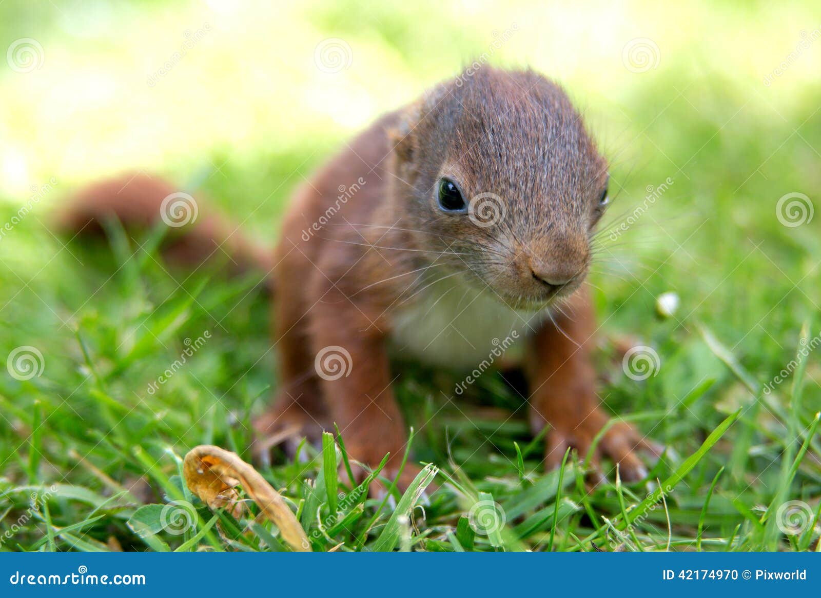 Little squirrel baby stock photo. Image of little, squirrel - 42174970