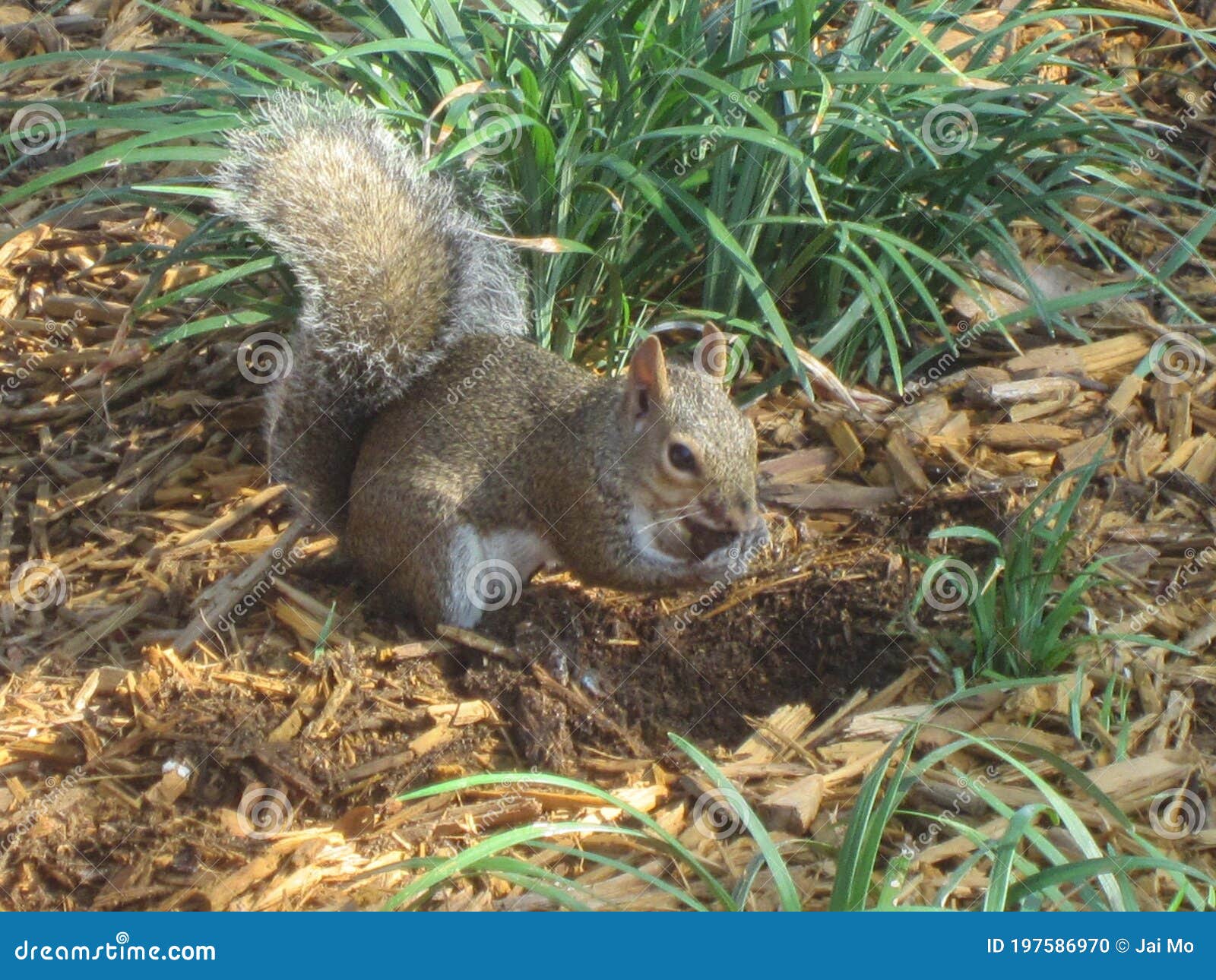 Little Squirrel Eating Nuts in Wild Stock Photo - Image of squirrel ...