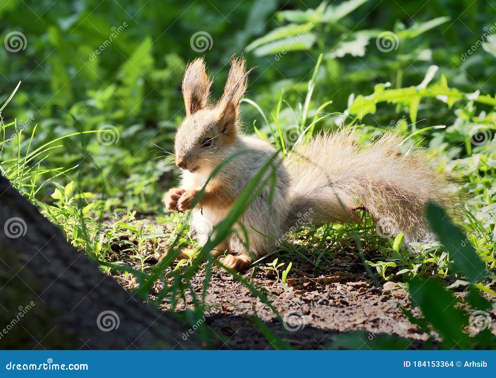Little Squirrel in the Grass Stock Photo - Image of novosibirsk, sunny ...