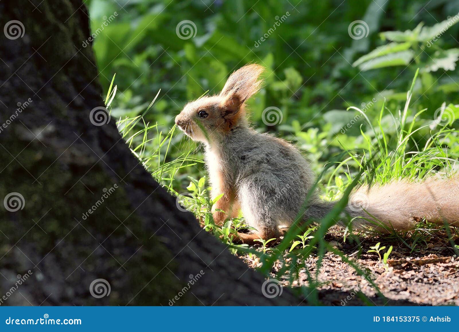 Little Squirrel in the Grass Stock Image - Image of siberia, thick ...