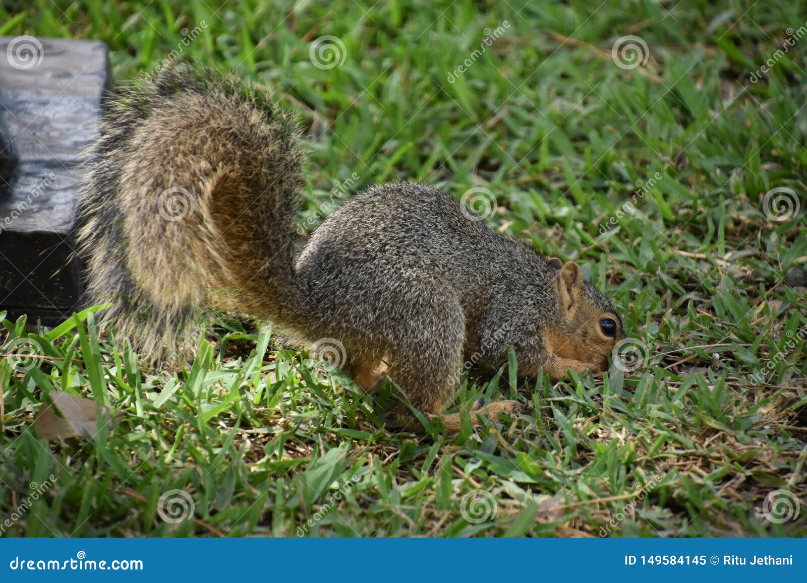 A Little Squirrel in the Grass Stock Image - Image of rodent, little ...