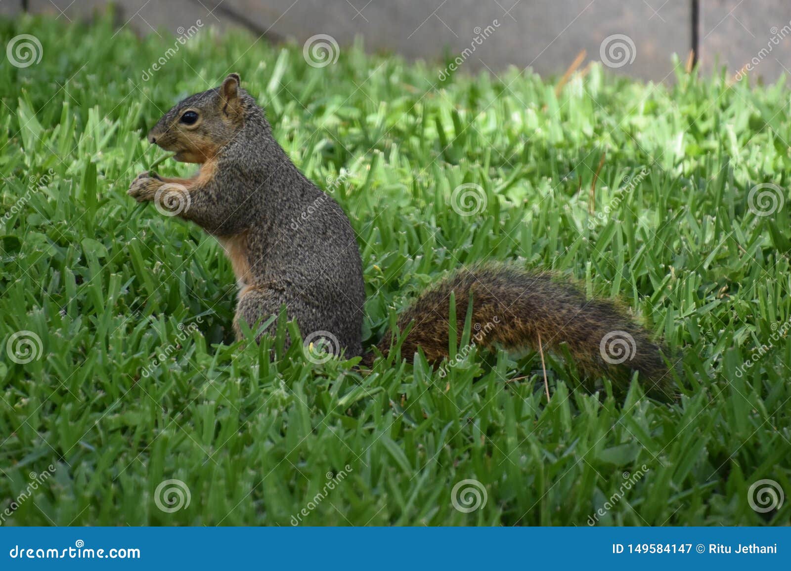 A Little Squirrel in the Grass Stock Image - Image of furry, adorable ...