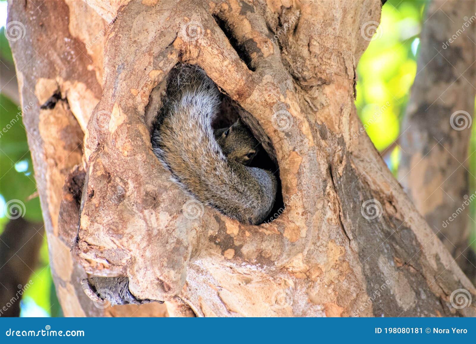 Little Squirrel Hiding Behind Its Tail in Its Burrow Stock Image ...