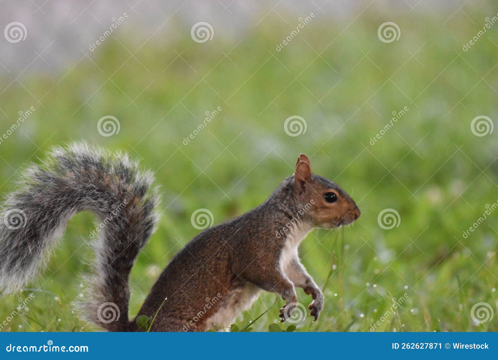 Little Squirrel in the Fields Stock Image - Image of wildlife, park ...