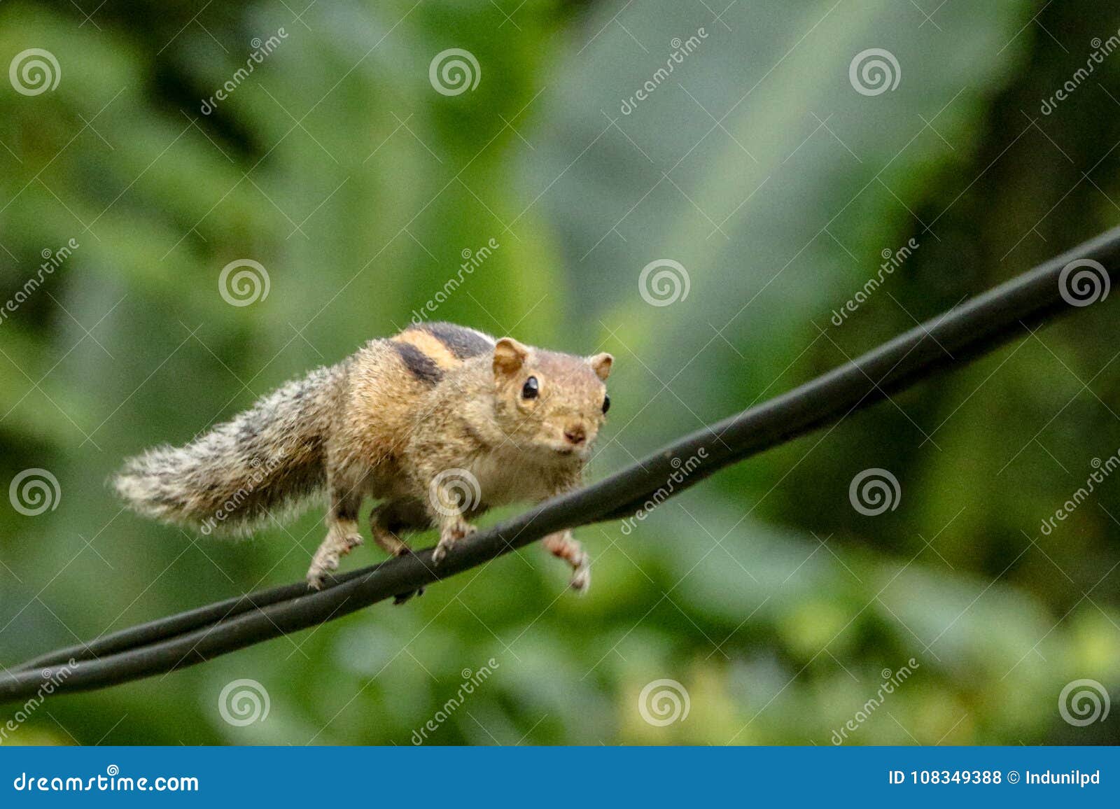 Little squirrel jump stock photo. Image of running, accuracy - 108349388