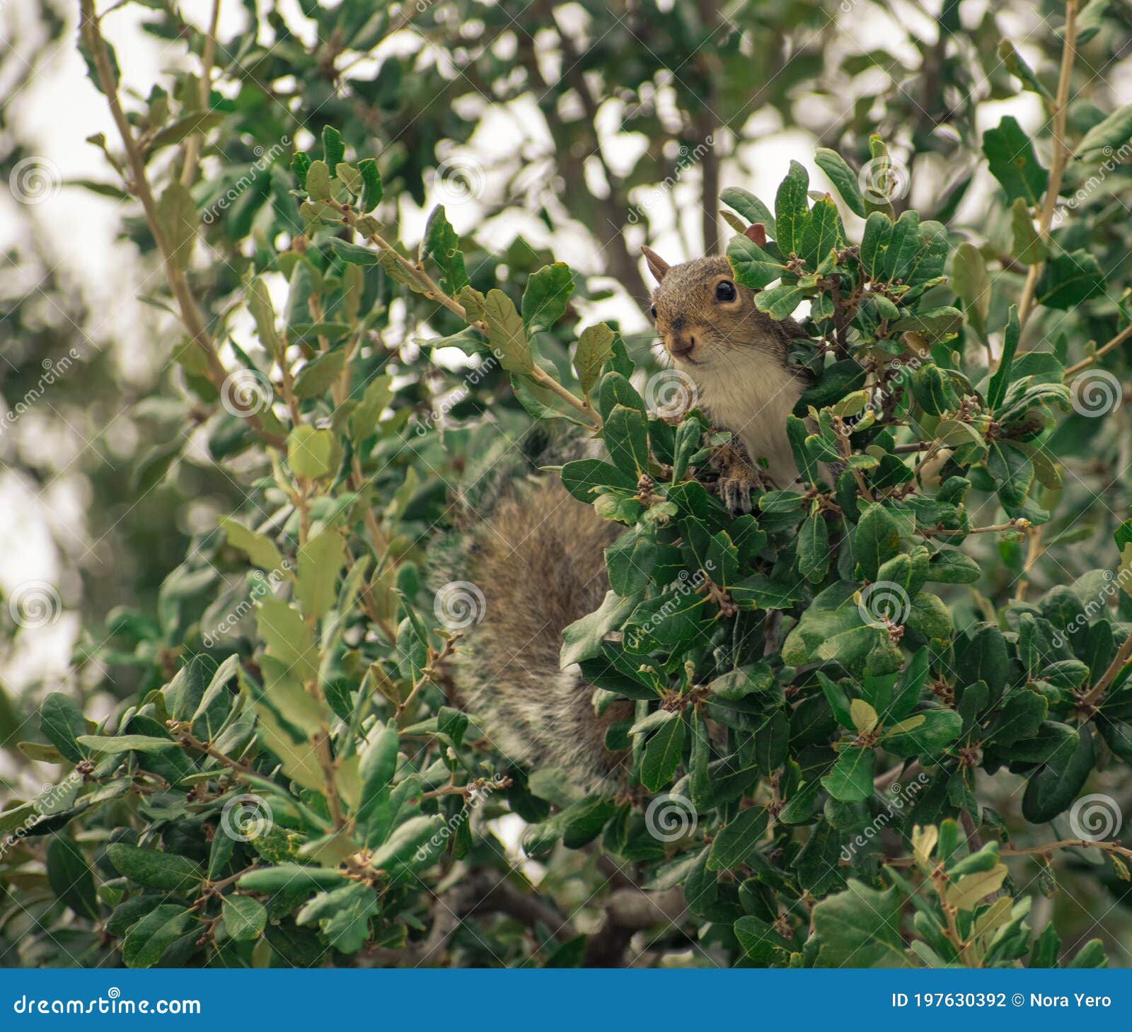 Little Squirrel Jumping on a Tree Stock Photo - Image of mammal, facing ...