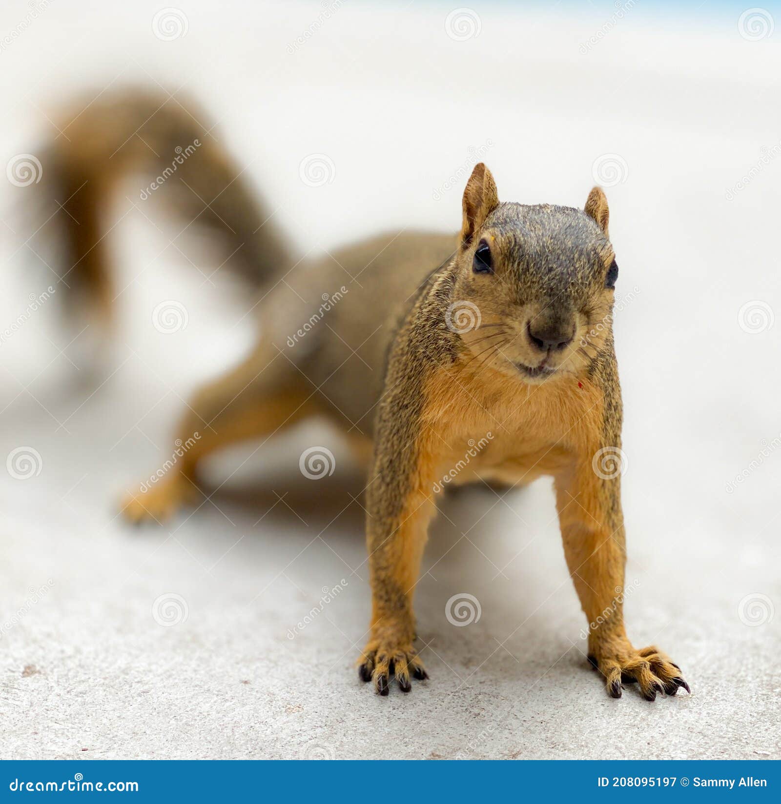 Little Squirrel Looking at the Camera Stock Image - Image of rabbit ...