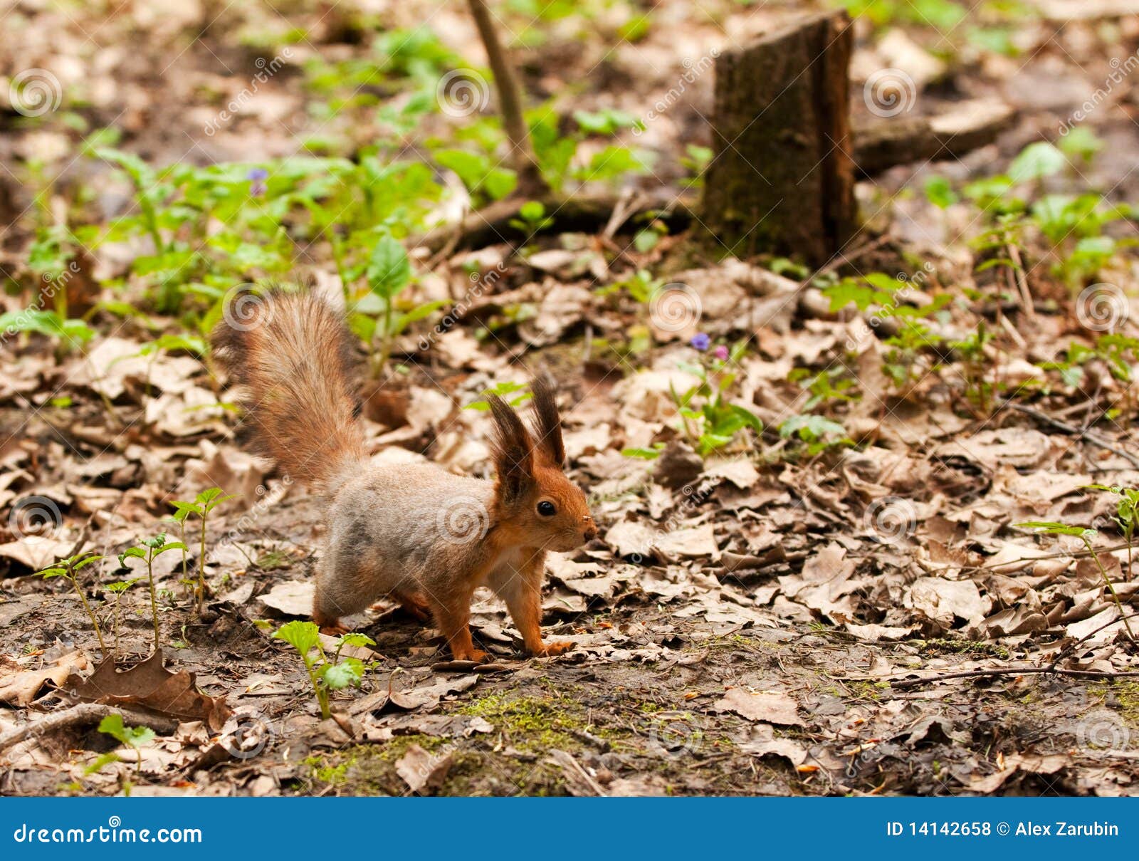 Little squirrel in park stock photo. Image of squirrel - 14142658