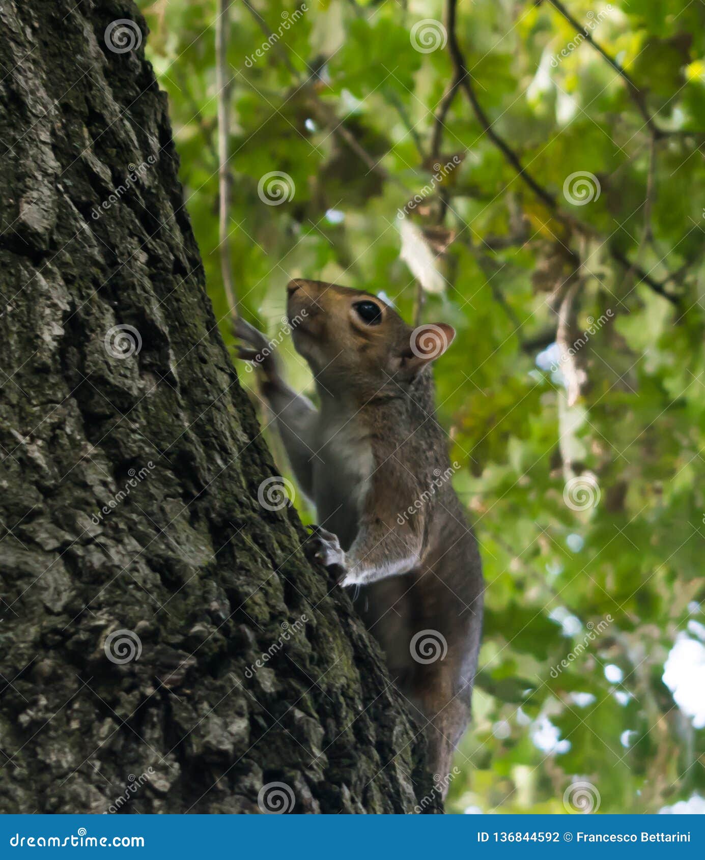Little Squirrel Playing in the Park Stock Photo - Image of small, face ...