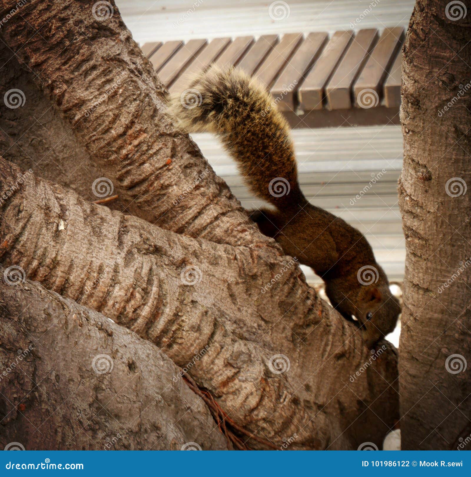 Little Squirrel Run Thru the Branches Stock Photo - Image of life ...