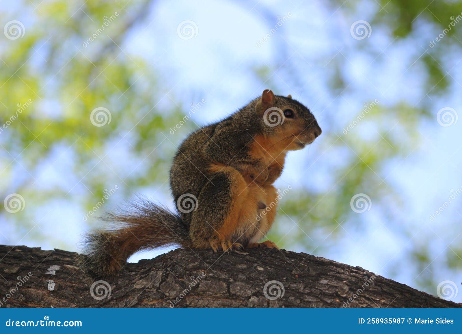 A Little Squirrel Posing for the Camera Stock Image - Image of wildlife ...