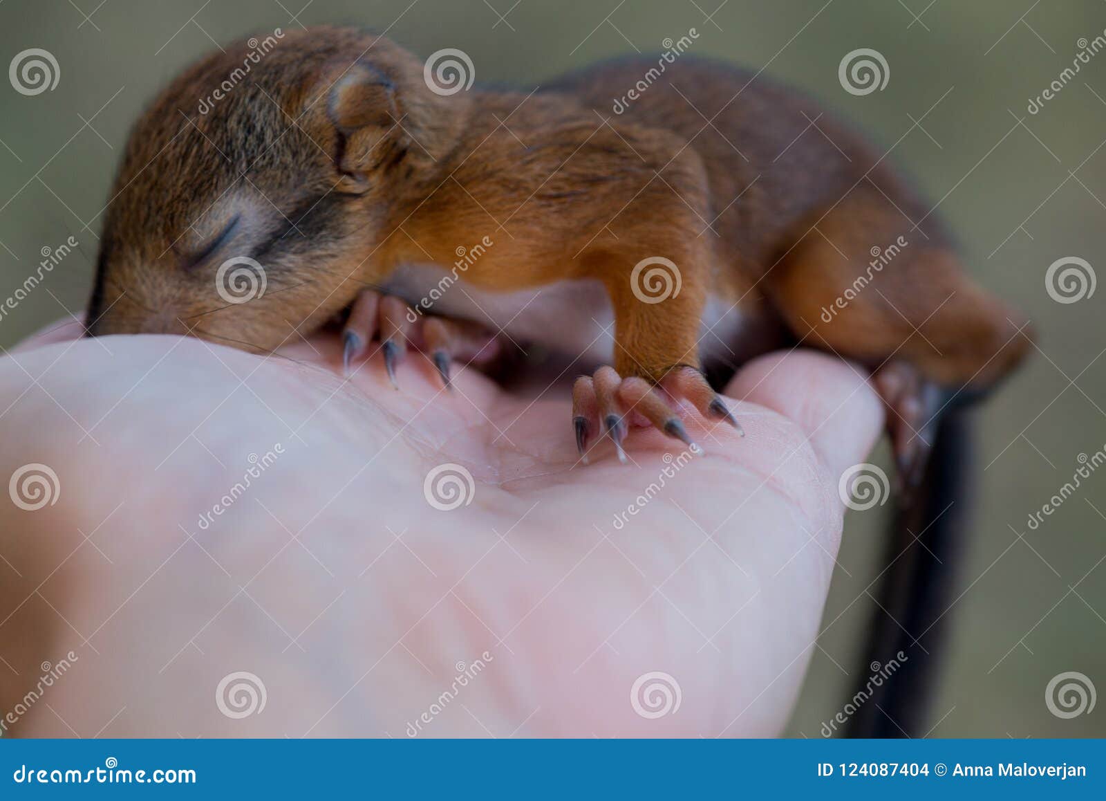 Little Squirrel Sitting on a Hand Stock Photo - Image of furry ...