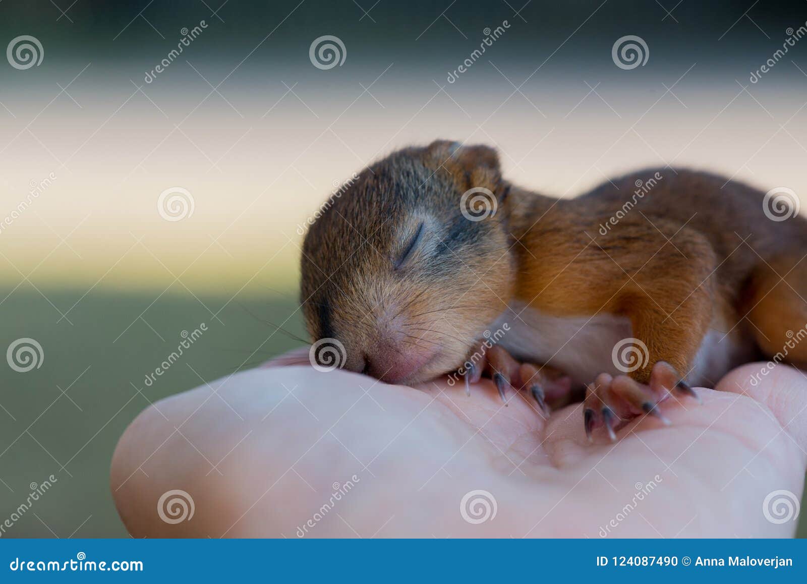 Little Squirrel Sitting on a Hand Stock Photo - Image of holding, small ...