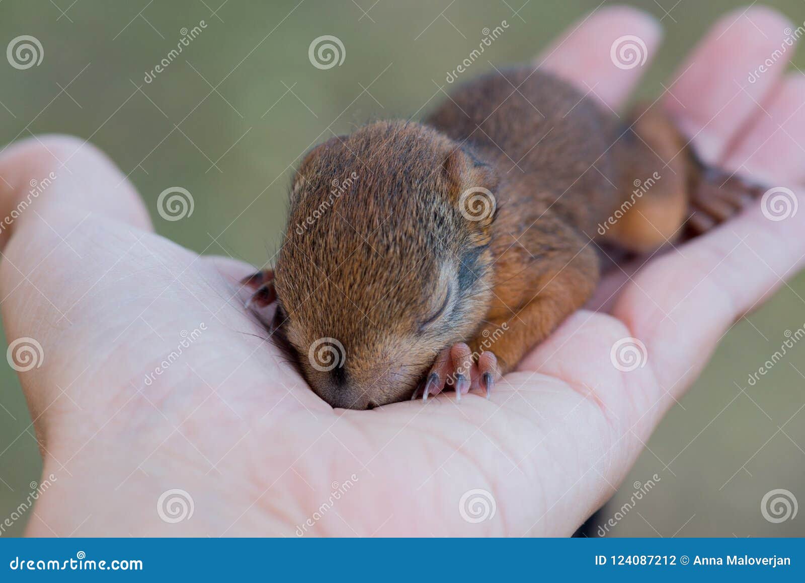 Little Squirrel Sitting on a Hand Stock Photo - Image of squirrel, cute ...