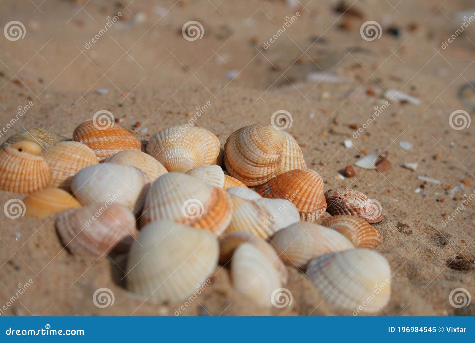 A Little Stack of Empty Shells on a Sandy Beach Stock Image - Image of ...