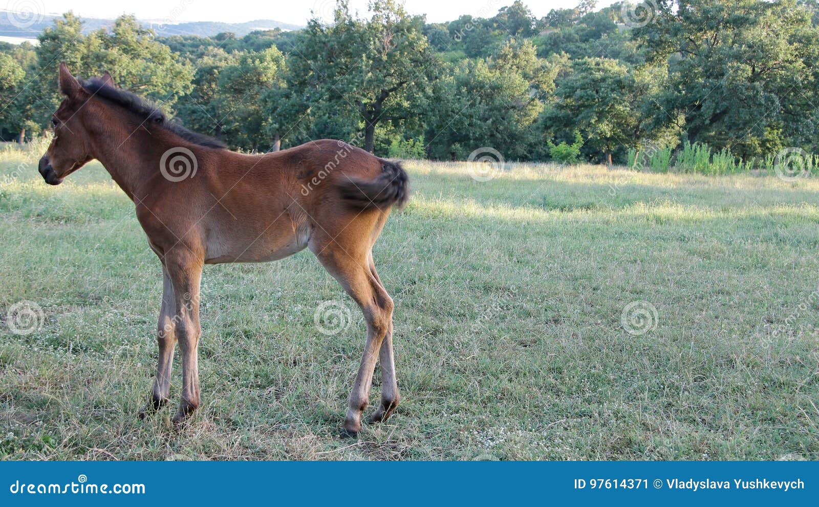 The little Stallion stock image. Image of friend, dream - 97614371