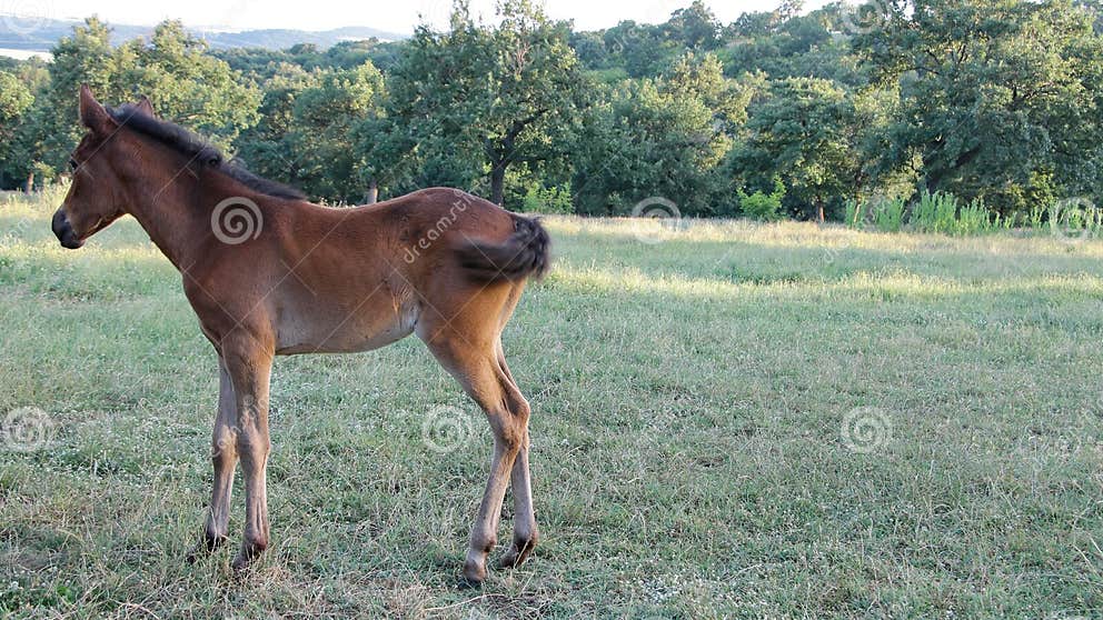 The little Stallion stock image. Image of friend, dream - 97614371