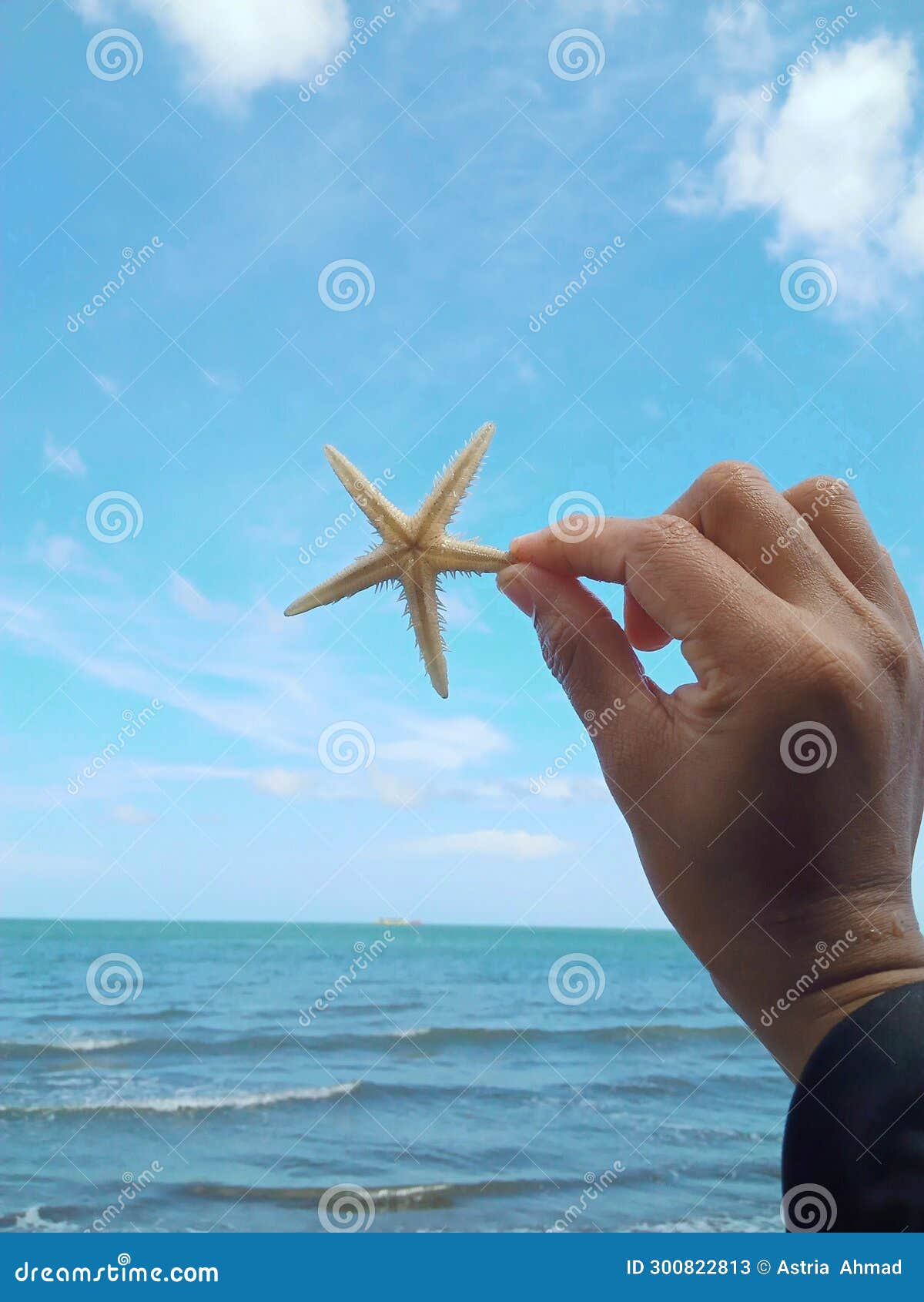 Little Starfish on the Beach Stock Image - Image of wilderness ...