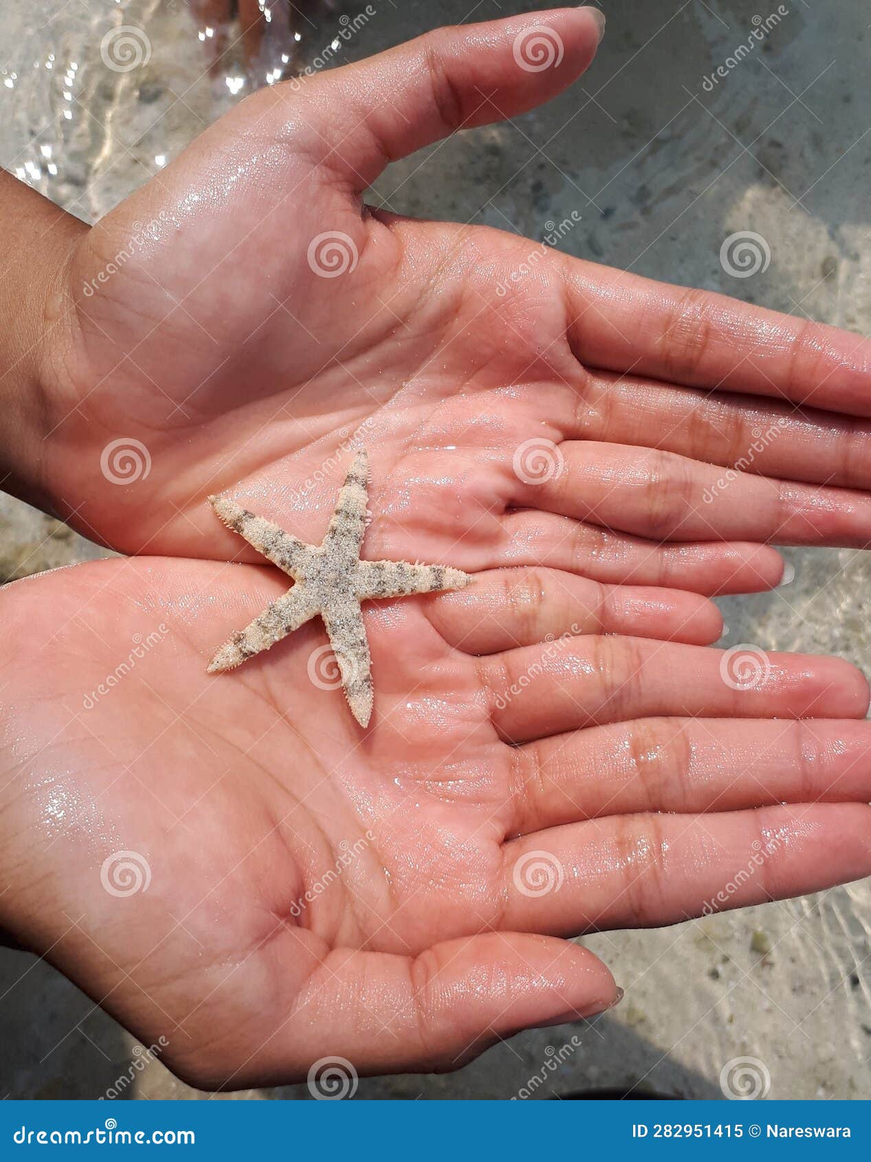 Little starfish in hand stock image. Image of beach - 282951415