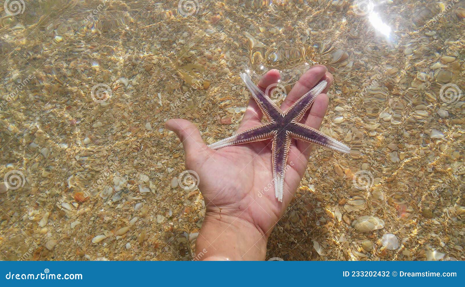 A little starfish stock photo. Image of seafood, hand - 233202432