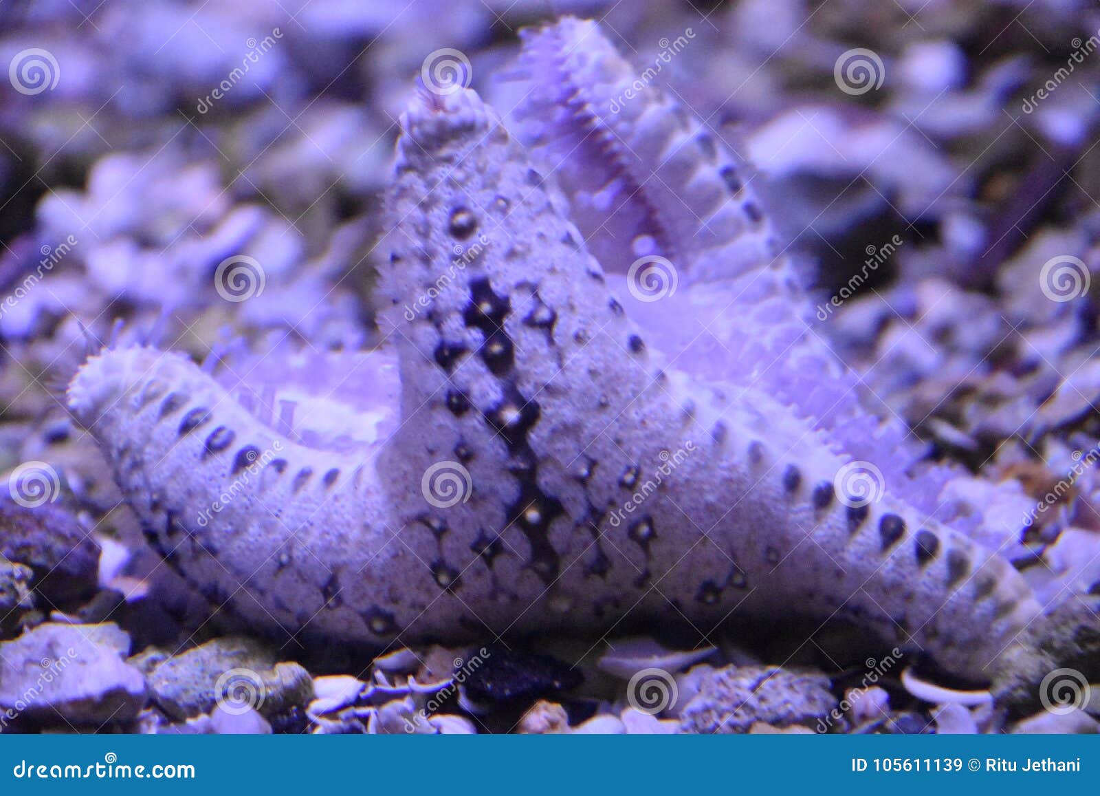 A Little Starfish stock image. Image of beautiful, birds - 105611139