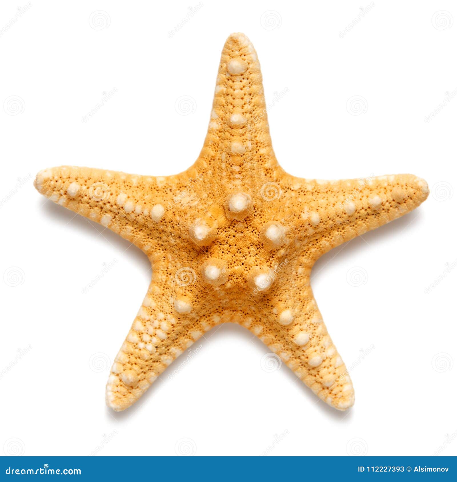 Red Starfish Set. Isolated On A White Background. In The Front And In ...
