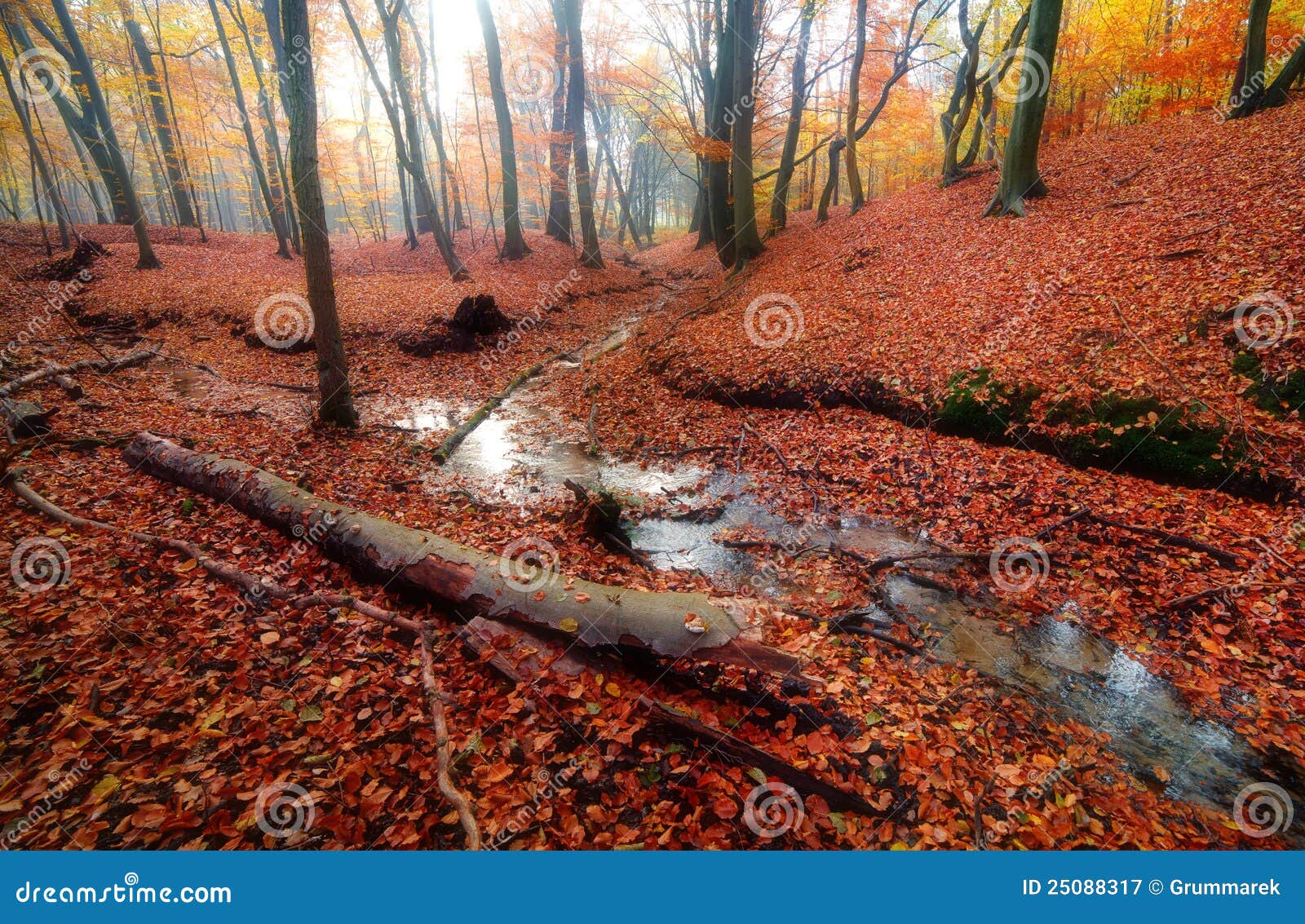 Little Steam in Forest stock image. Image of details - 25088317