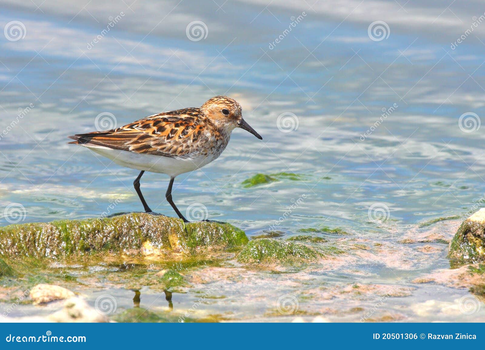 Little stint stock photo. Image of sand, nature, stint - 20501306