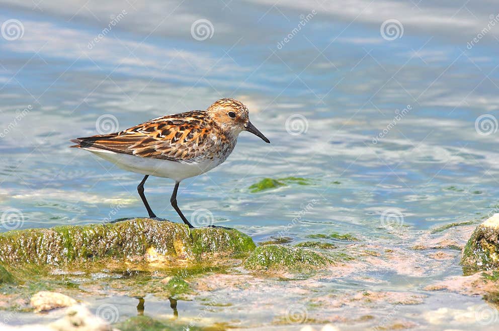 Little stint stock photo. Image of sand, nature, stint - 20501306