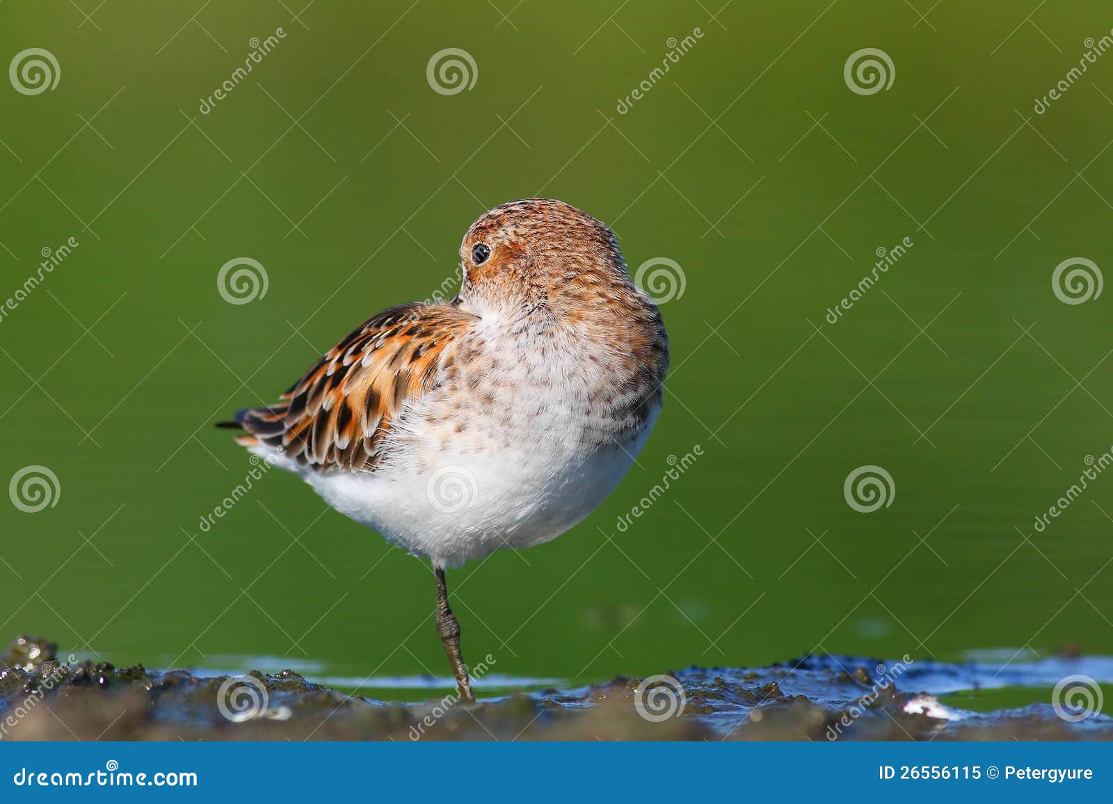 Little Stint stock image. Image of hungary, nature, migration - 26556115