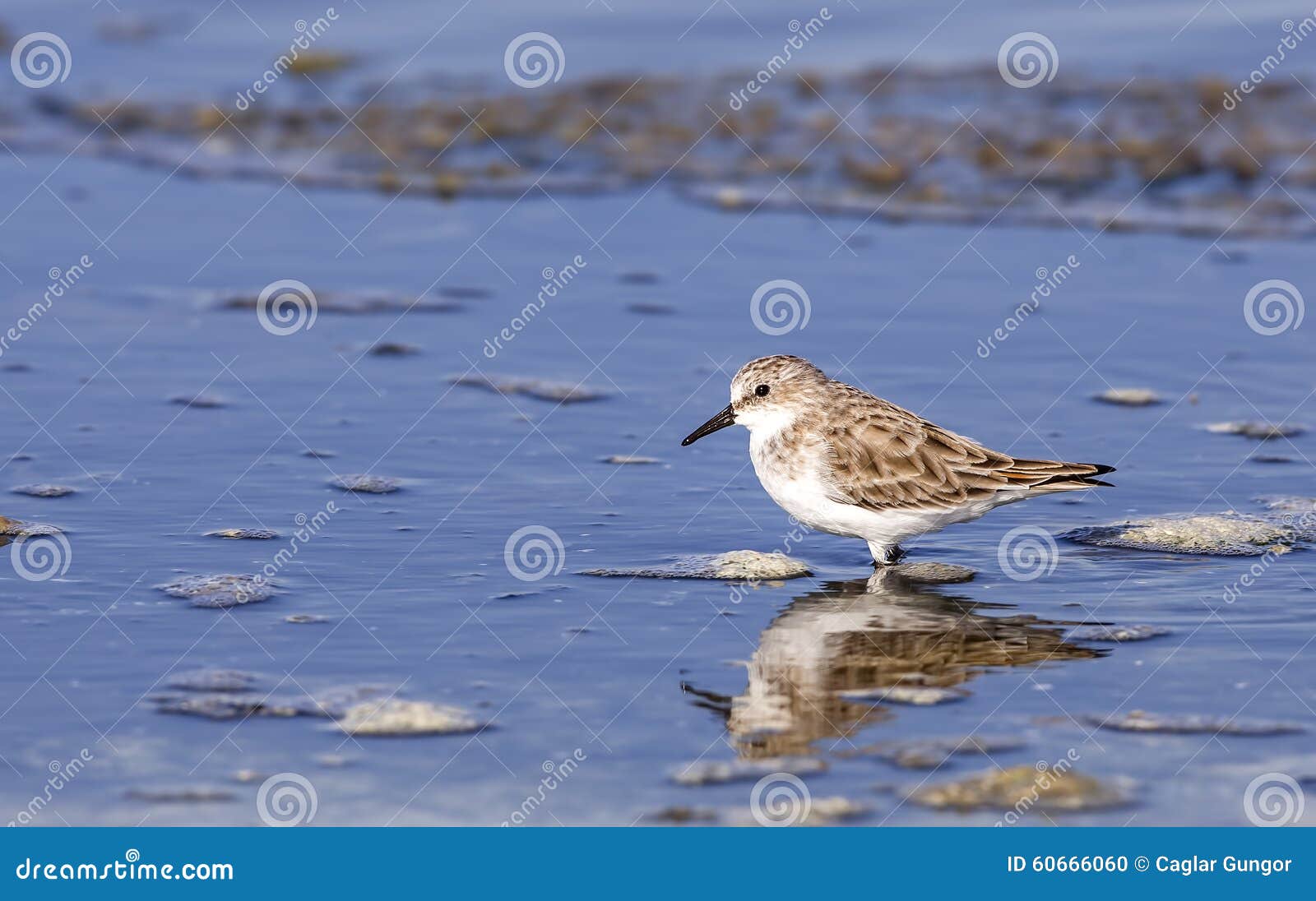 Little Stint stock photo. Image of calidris, wildlife - 60666060
