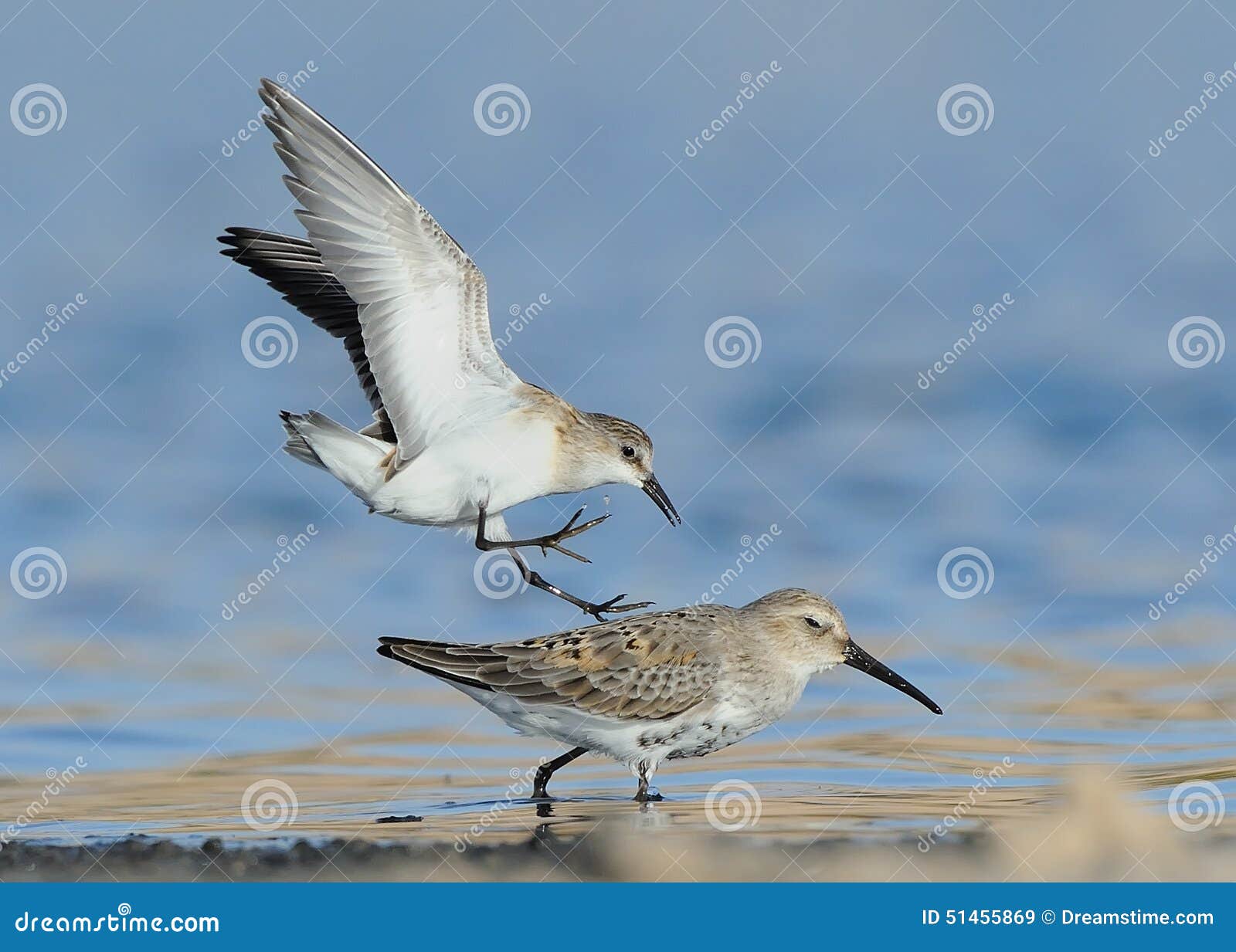 Little Stint Fight with Dunlin Stock Image - Image of lakes, nature ...