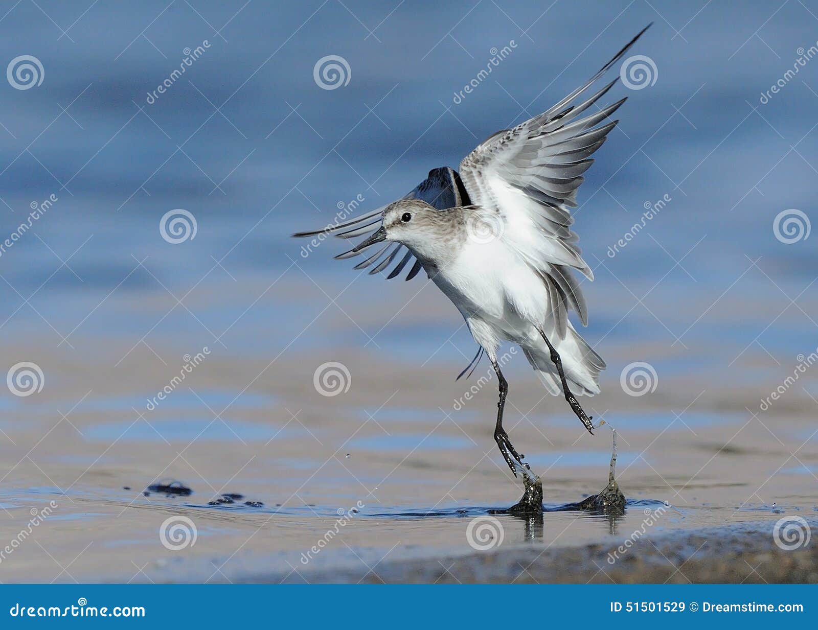 Little Stint stock image. Image of wildlife, nature, minuta - 51501529