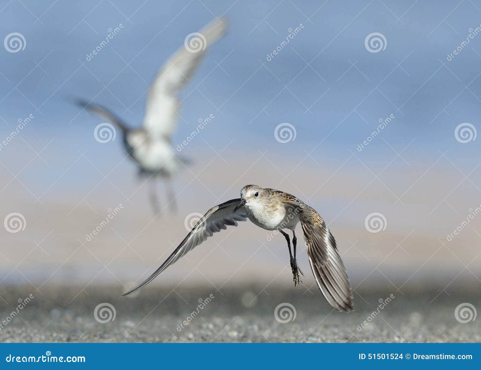 Little Stint stock photo. Image of israel, wildlife, flying - 51501524
