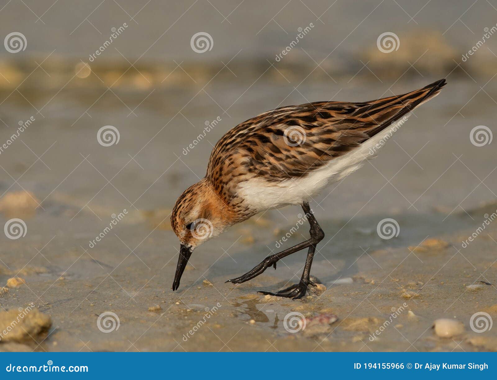 Little Stints at Asker Marsh with Reflection on Water, Bahrain Stock ...