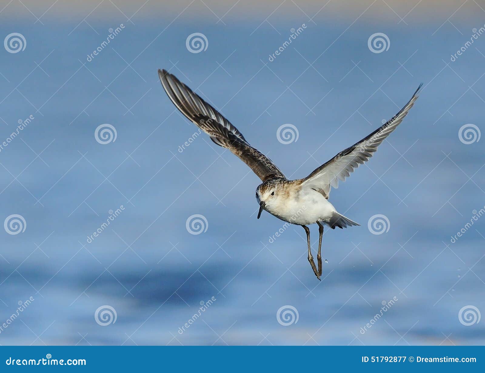 Little Stints Flying stock image. Image of wildlife, nature - 51792877